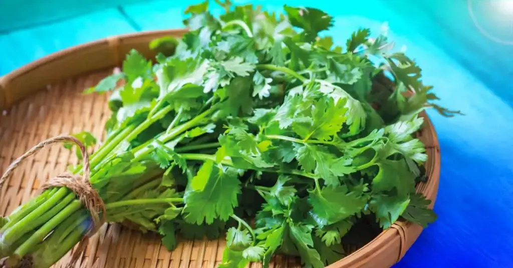 ¿Cómo plantar cilantro en tu jardín? (Y cómo usarlo) – Trucos Para Casa