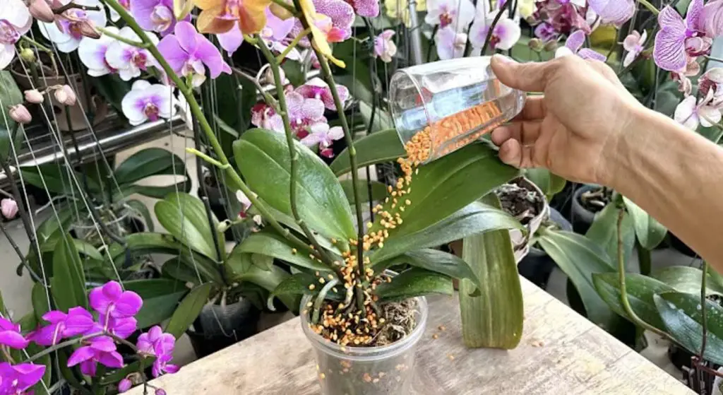 Todo lo que necesita es un puñado para revitalizar las plantas ...