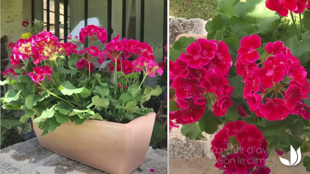 Consejos esenciales para una floración generosa de geranios. – Trucos ...