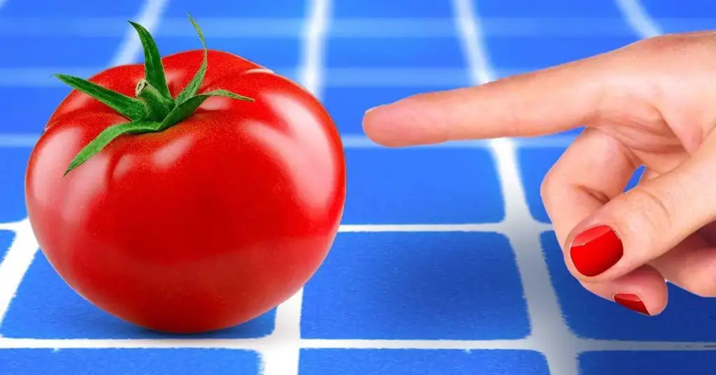 Cuándo tirar los tomates: señales y tiempos de almacenamiento. – Trucos ...