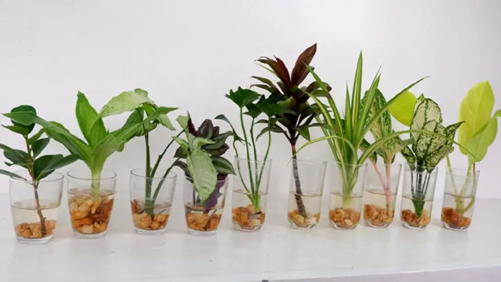 Las 8 Mejores Plantas De Interior Que Puedes Cultivar Fácilmente En El Agua Trucos Para Casa