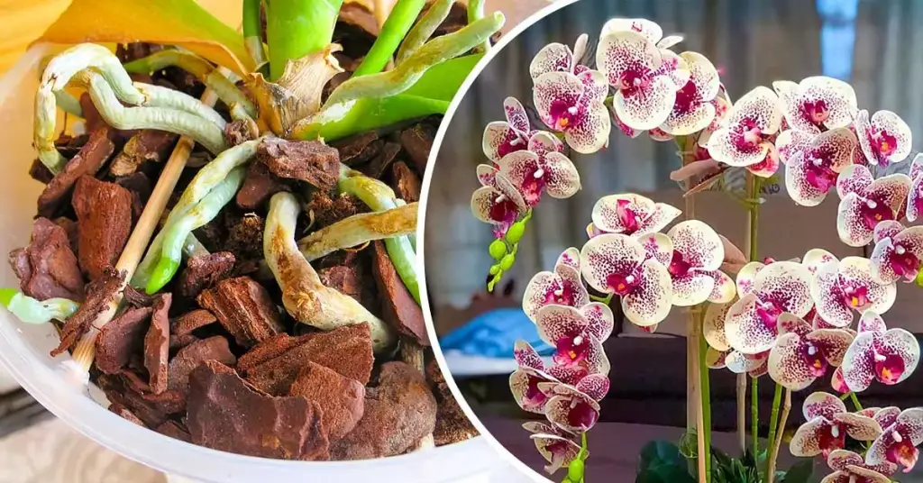 El truco de magia para revivir una orquídea seca cuyas flores se han ...