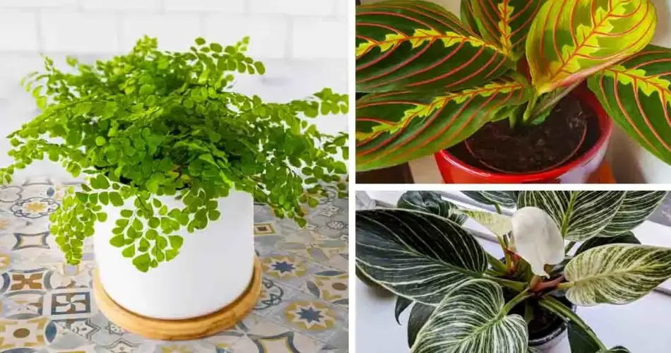Las 7 Mejores Plantas De Interior Que Crecen Sin Luz Solar Trucos 3496
