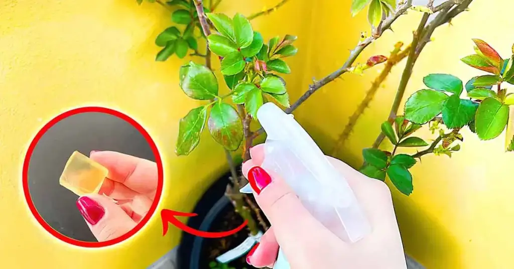 ¿Cómo eliminar insectos de forma natural con jabón potásico? – Trucos Para Casa