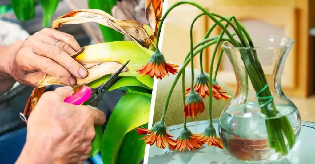 He Aquí Cómo Evitar Que Las Plantas Se Sequen Trucos Para Casa